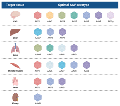 The AAVantages of AAV in CRISPR Screens